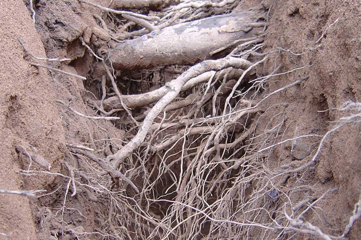 Ravencroft Trees – from roots to shoots… Norfolk & Suffolk Tree Consultancy